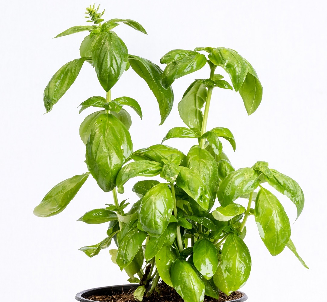 Basil Plants Sri Lanka | Edible Herbs Sri Lanka